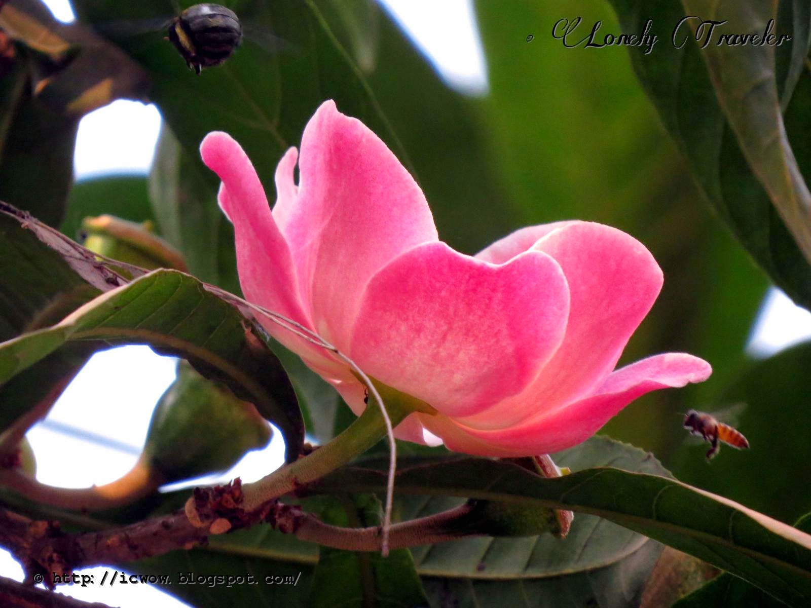 Majestic Heaven Lotus - Gustavia augusta