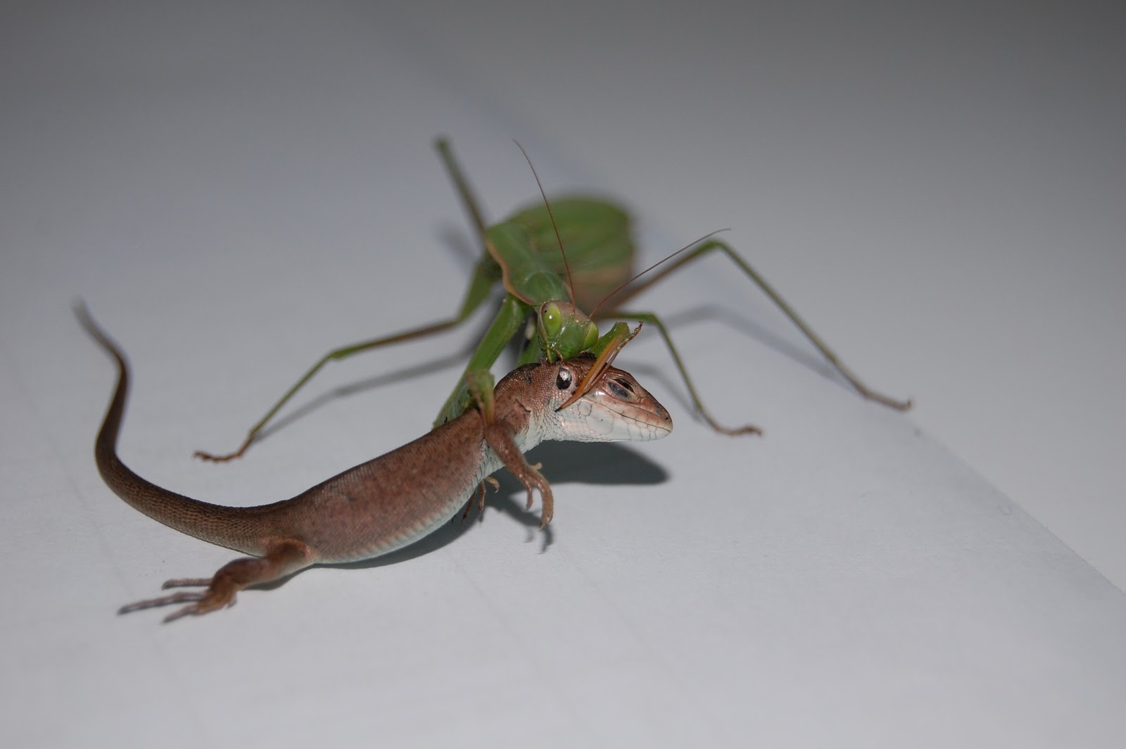 Hoinareala: Calugarita I