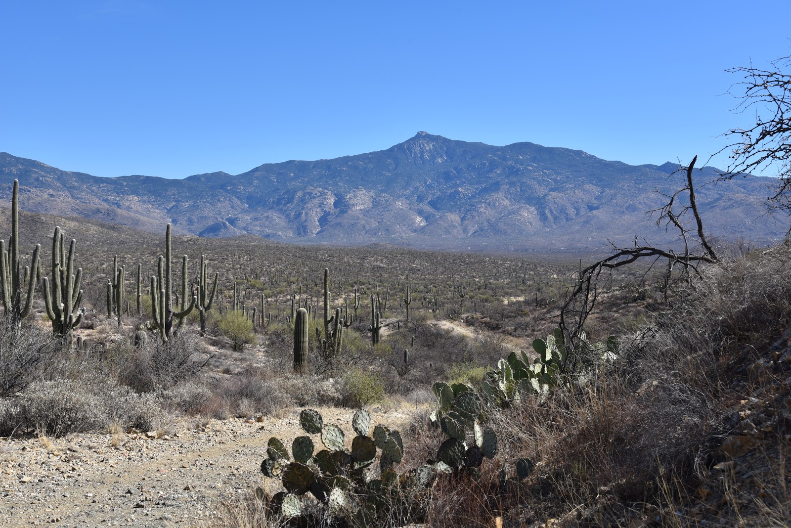 Arizona Hiking: HOPE CAMP TRAIL