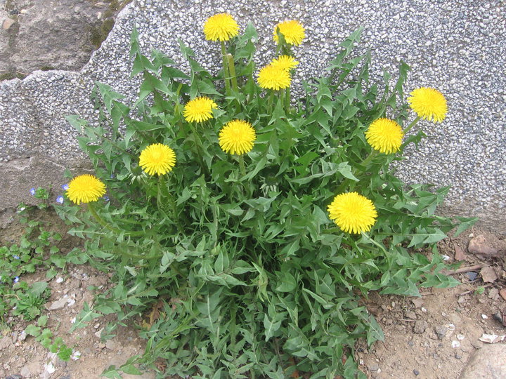 Глуварче - Taraxacun officinale - Билки Лековити и Народна Медицина