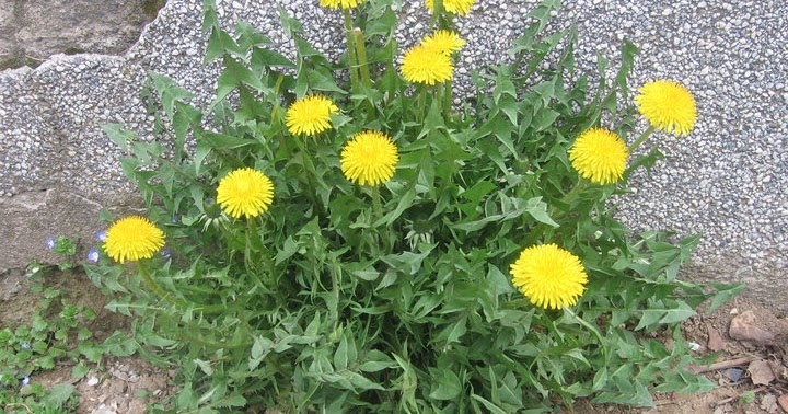 Глуварче - Taraxacun officinale - Билки Лековити и Народна Медицина