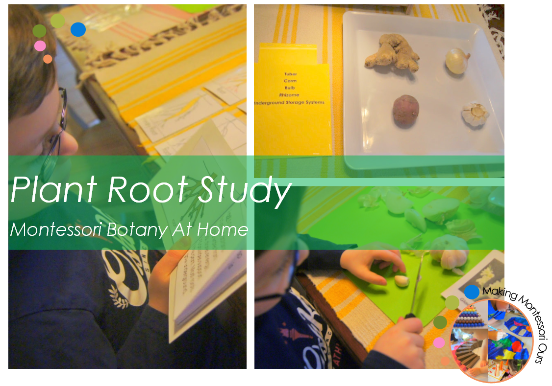 Plant Root Study, Montessori Botany At Home - "Making Montessori Ours"