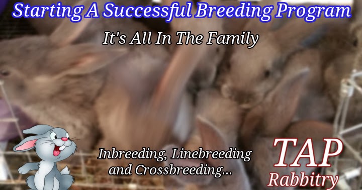 TAP Homestead And Rabbitry, Canton, TX (469)-526-3665: Breeding For Success