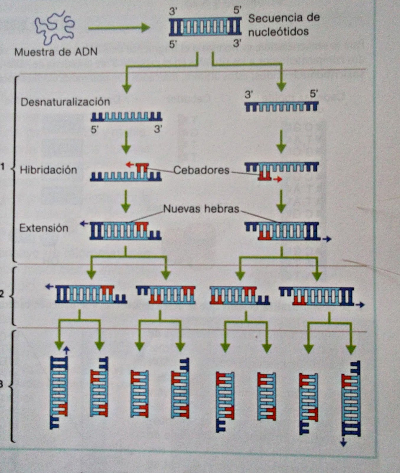 ADN y la ingeniería genética: REACCIÓN EN CADENA DE LA POLIMERASA