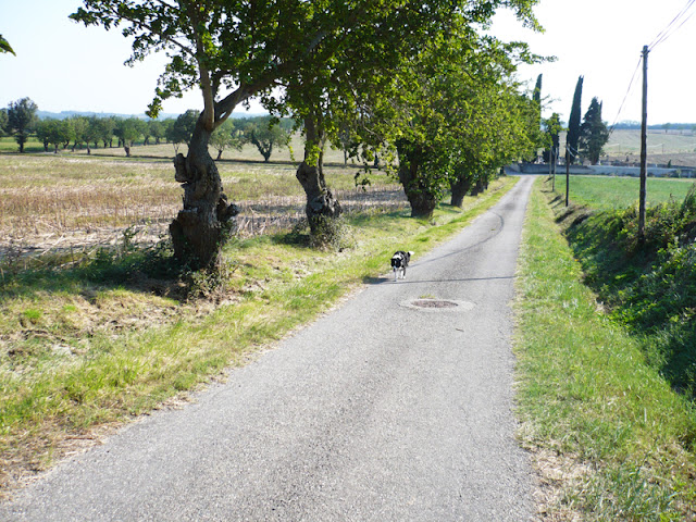 Ferran village du Razès - Aude et Pays Cathare: Ballade à Ferran (Aude)