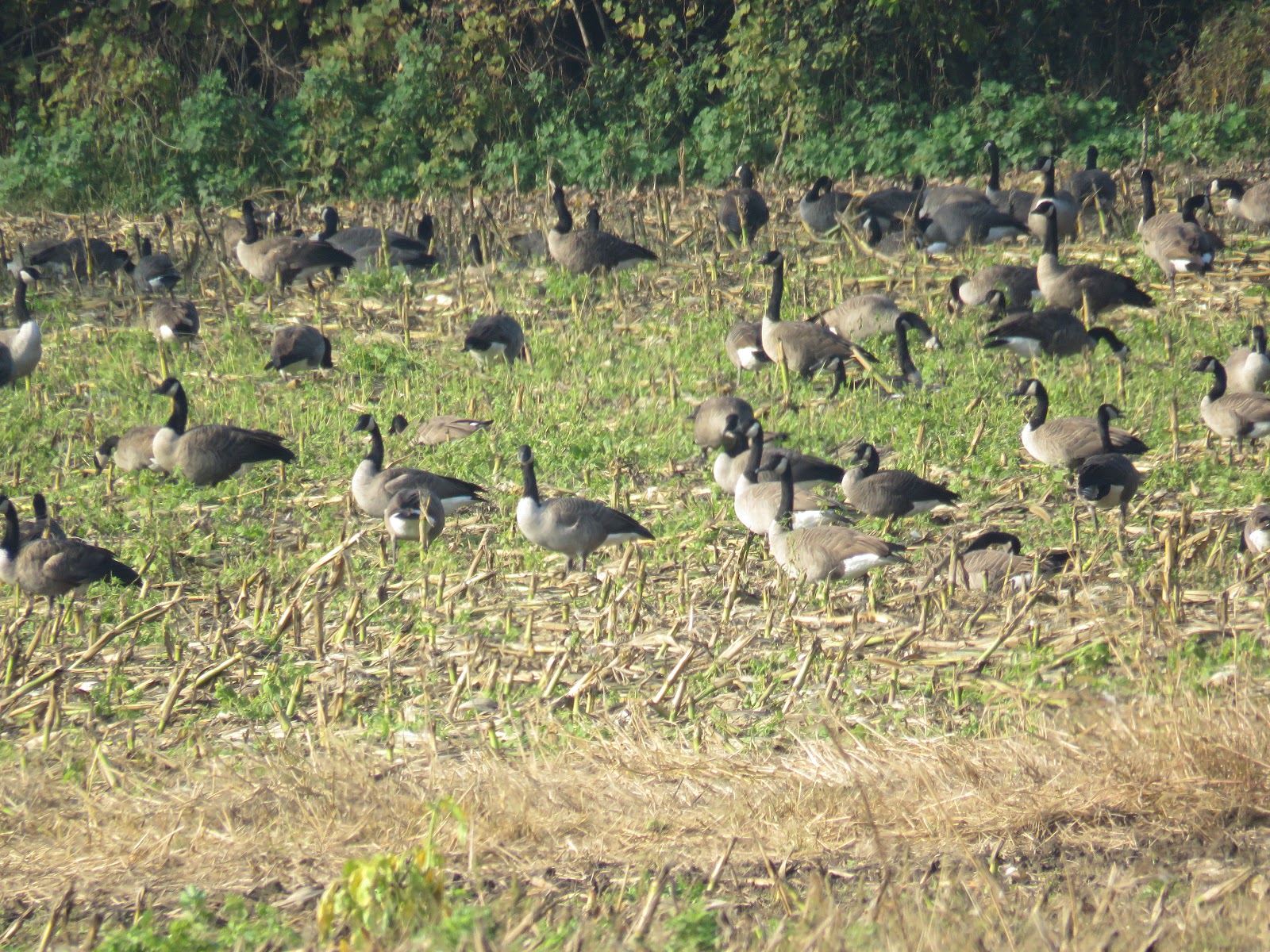 Bird & Travel Photos, Birding Sites, Bird Information: GAGGLE OF CANADA ...
