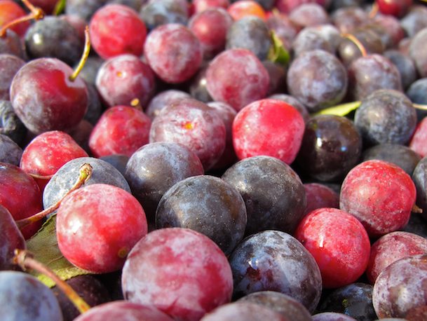 TheYearRounder's Guide to Provincetown: Pick Your Own Beach Plums