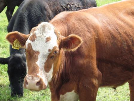 Two Bears Farm and the Three Cubs: Touring Polyface Farms - Rural Thursday