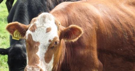 Two Bears Farm and the Three Cubs: Touring Polyface Farms - Rural Thursday