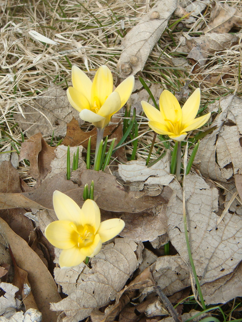 Fearless Gardening: Crocus: Pearls of Spring