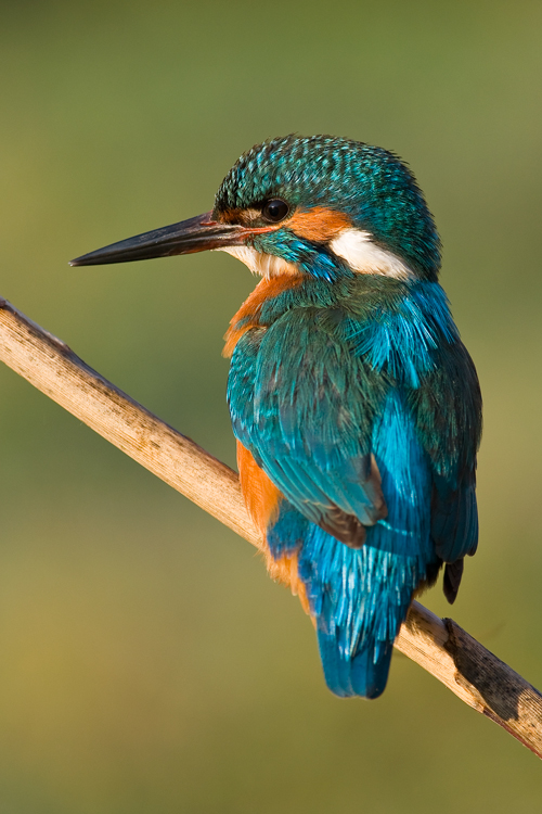 Roger Pujol i Piazuelo - Natura i fotografia: El blauet, la joia dels ...