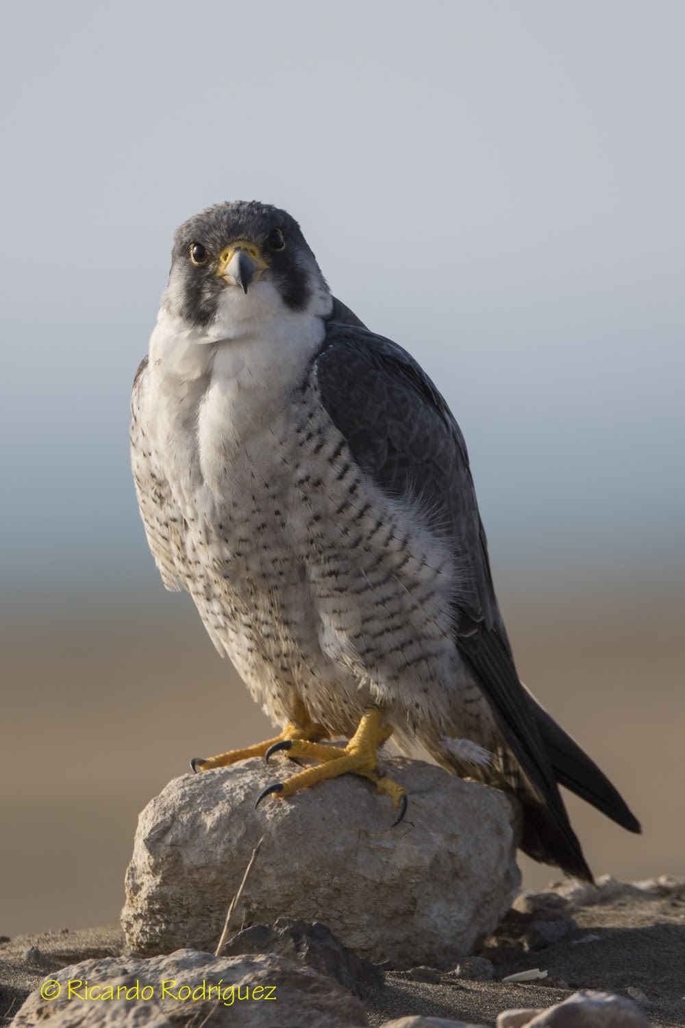 Aves Ricardo Rodriguez: Halcón peregrino "calidus" (Falco peregrinus ...