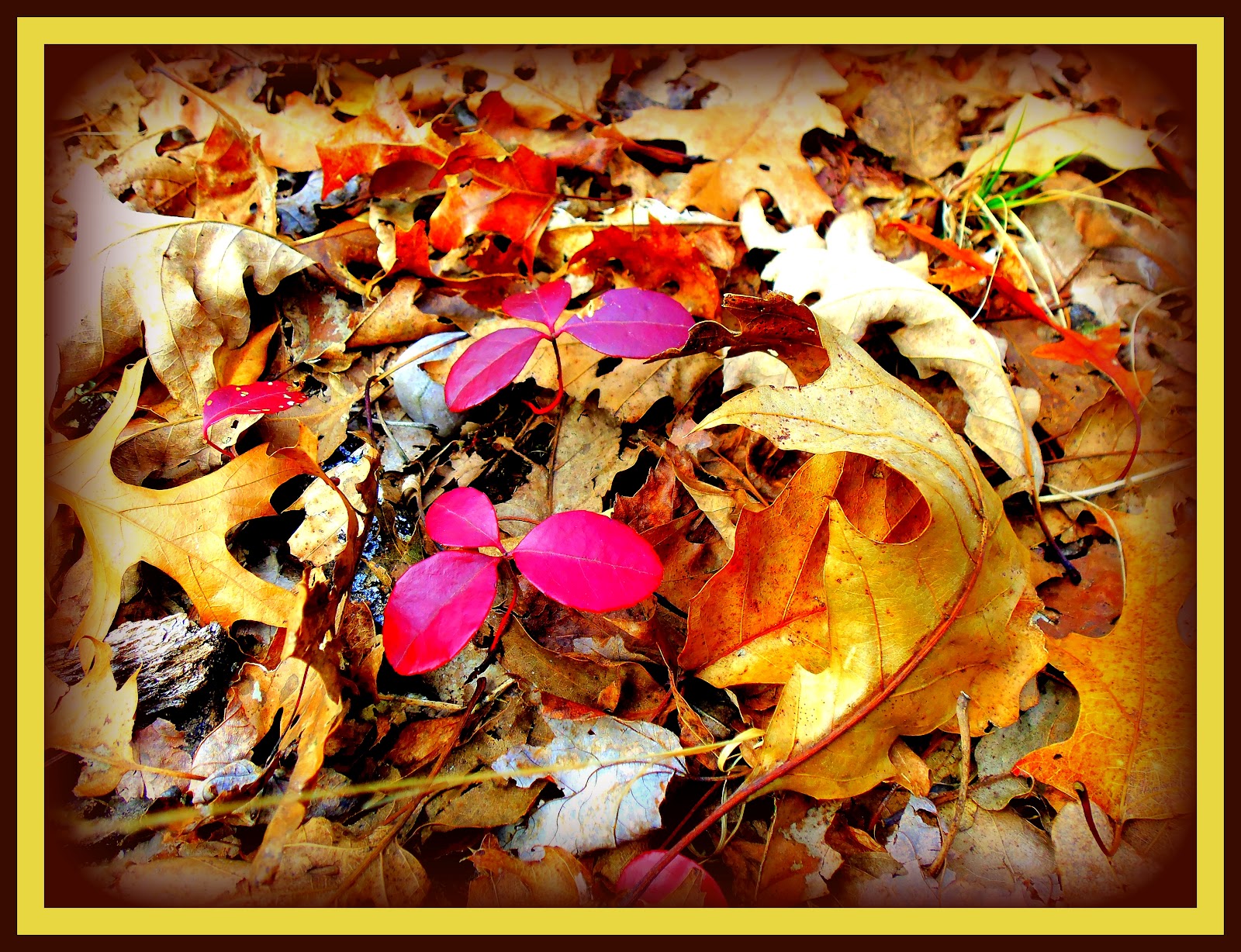 SMFairytales: The Graceful Fall