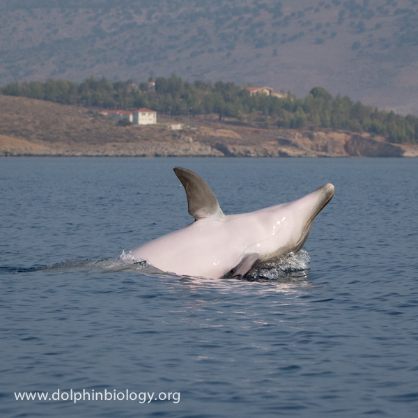 Dolphin Biology and Conservation: Waving?