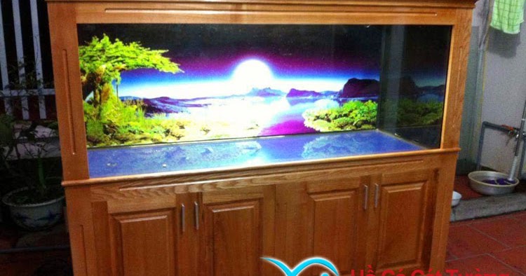 Hướng dẫn lắp đặt trang trí hồ cá rồng tuyệt đẹp - Hồ hải sản