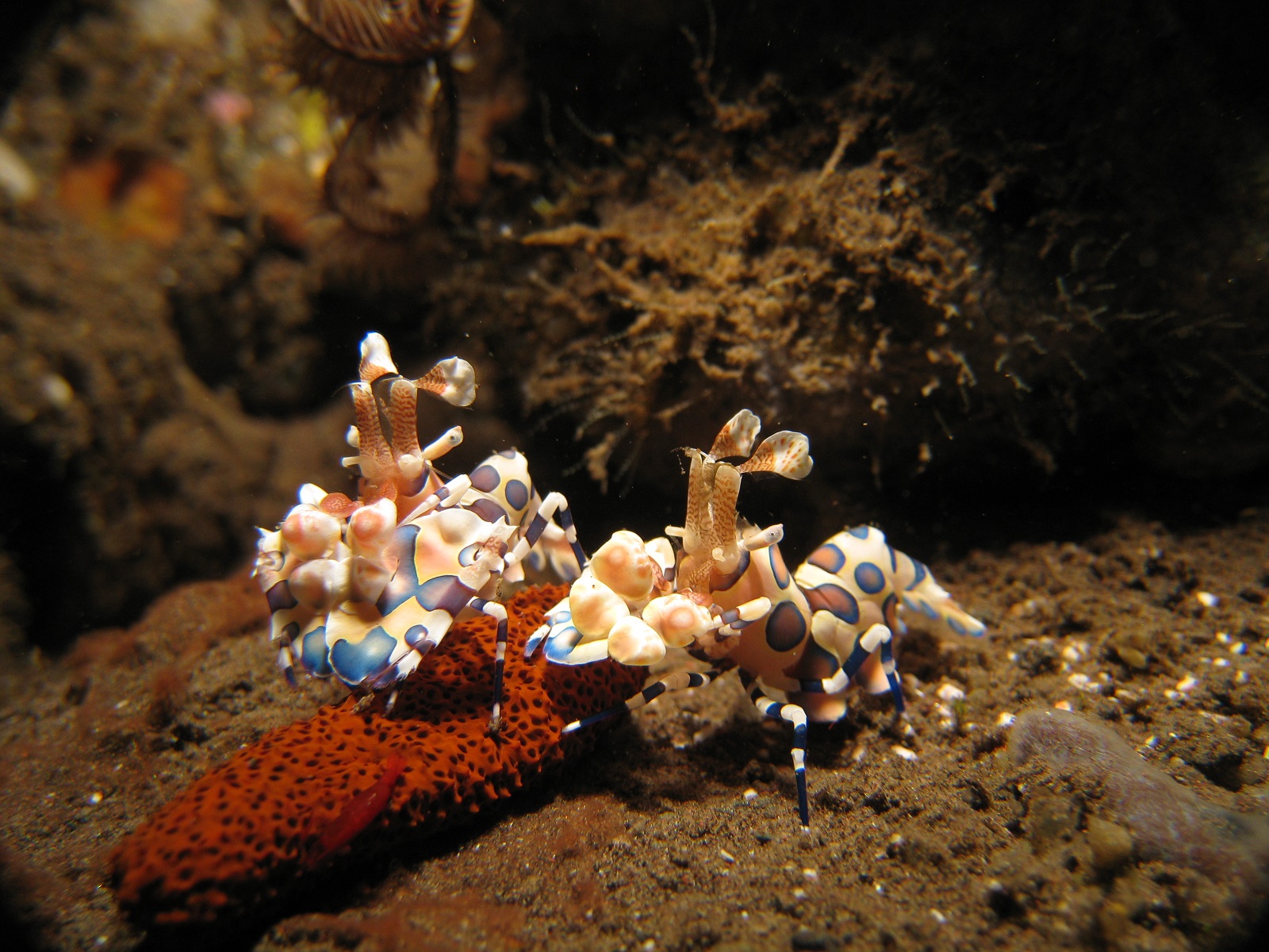 Real Monstrosities: Harlequin Shrimp