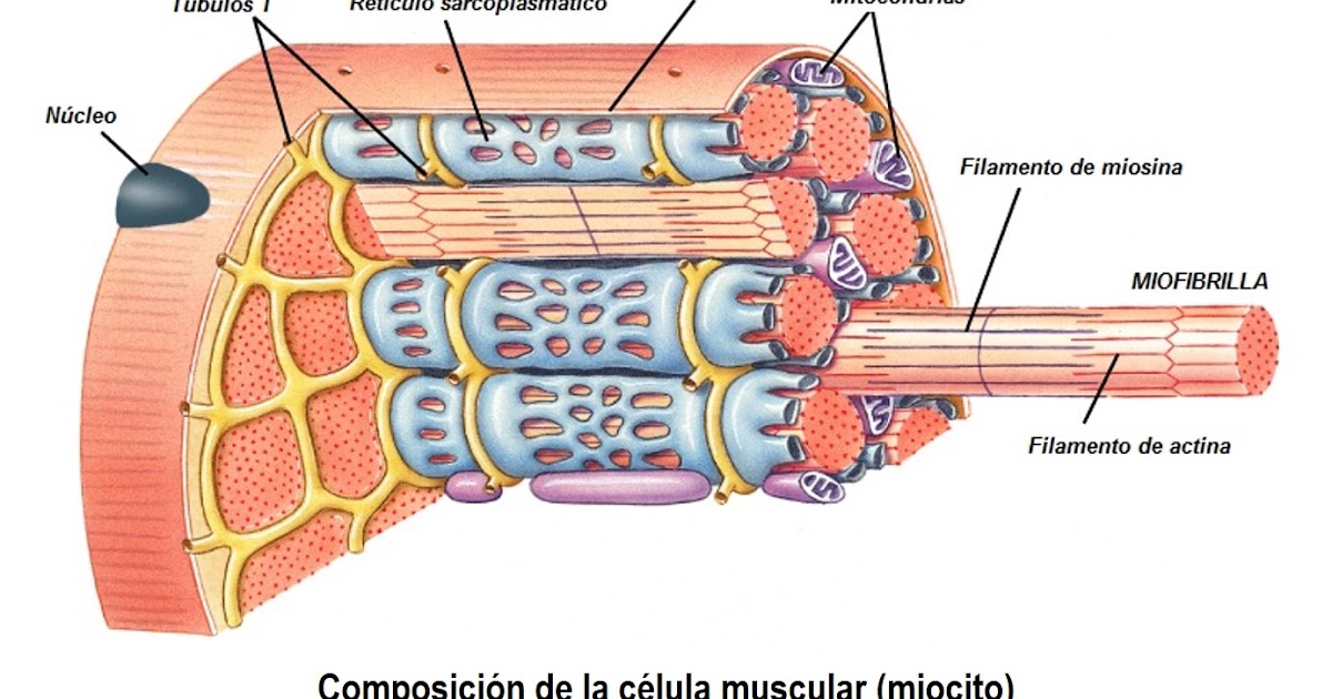 De Bioquímica y Del Deporte : El miocito y sus partes