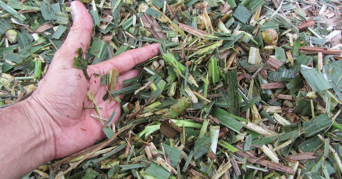 Estudiando Agricultura en Taiwán: Corte de forraje