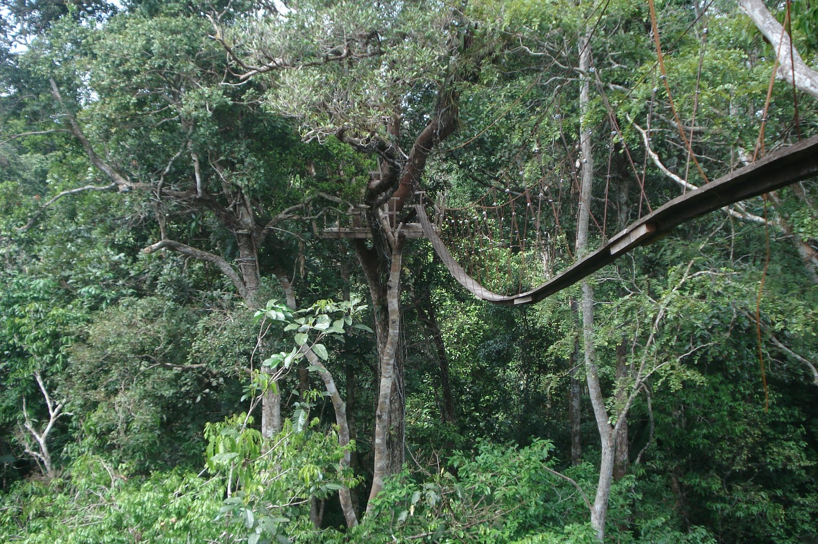 Omagua Canopy: Omagua: aventura, vida y selva.