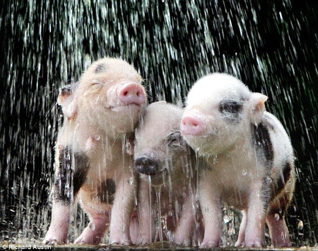 Mighty Lists: 14 cute pigs
