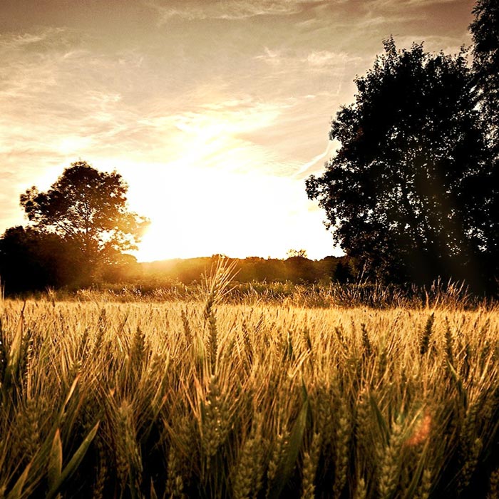 Wheat Field - Animated FHD Wallpaper Engine | Download Wallpaper Engine ...