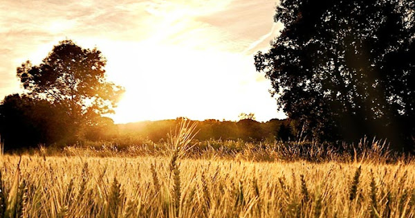 Wheat Field - Animated FHD Wallpaper Engine