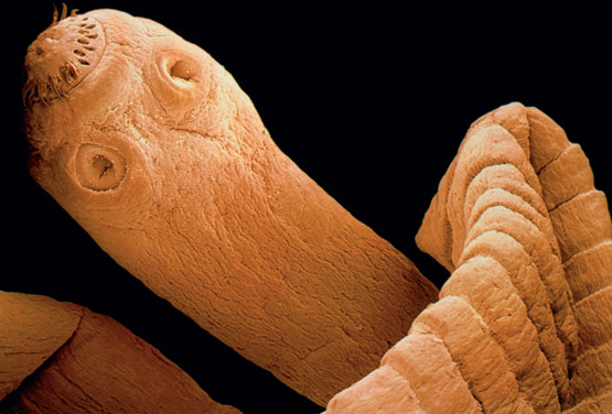 ciencias naturales digital