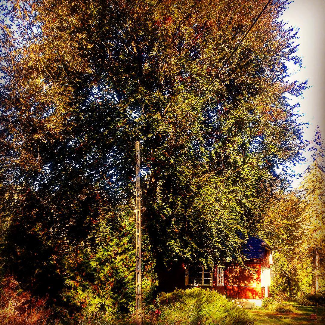 Pan Buk |pieczenie w dupie*