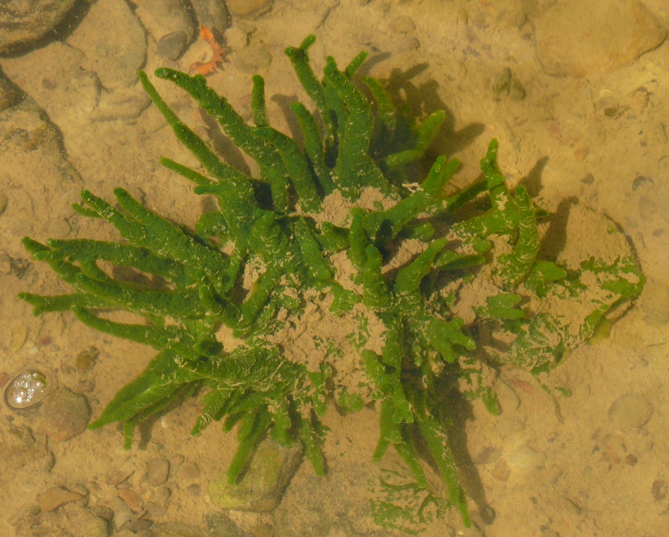 Ohio Birds and Biodiversity: Freshwater Sponge!
