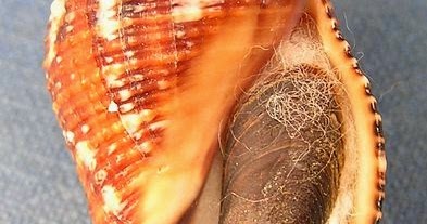 Variety of Life: Nassa