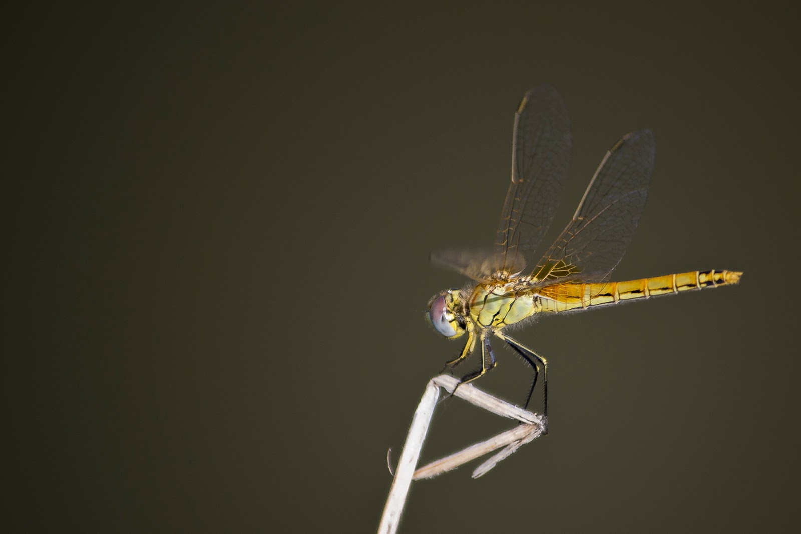 CREANDO ENFOQUES: LIBÉLULAS: COLOR EN LA NATURALEZA