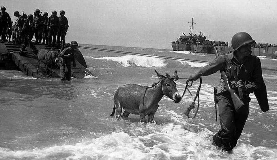 The Victory Bonds: The Donkey War