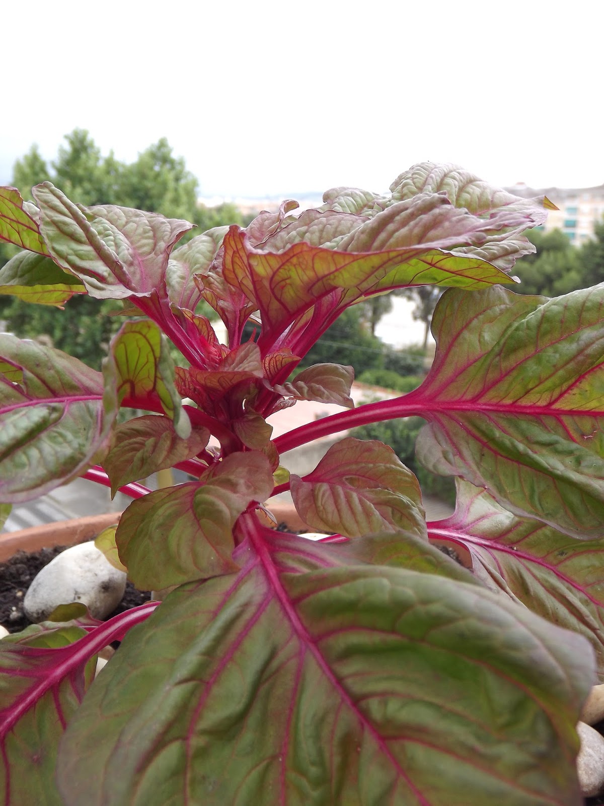 Un vergel en la ciudad: La planta de La Marquesa...