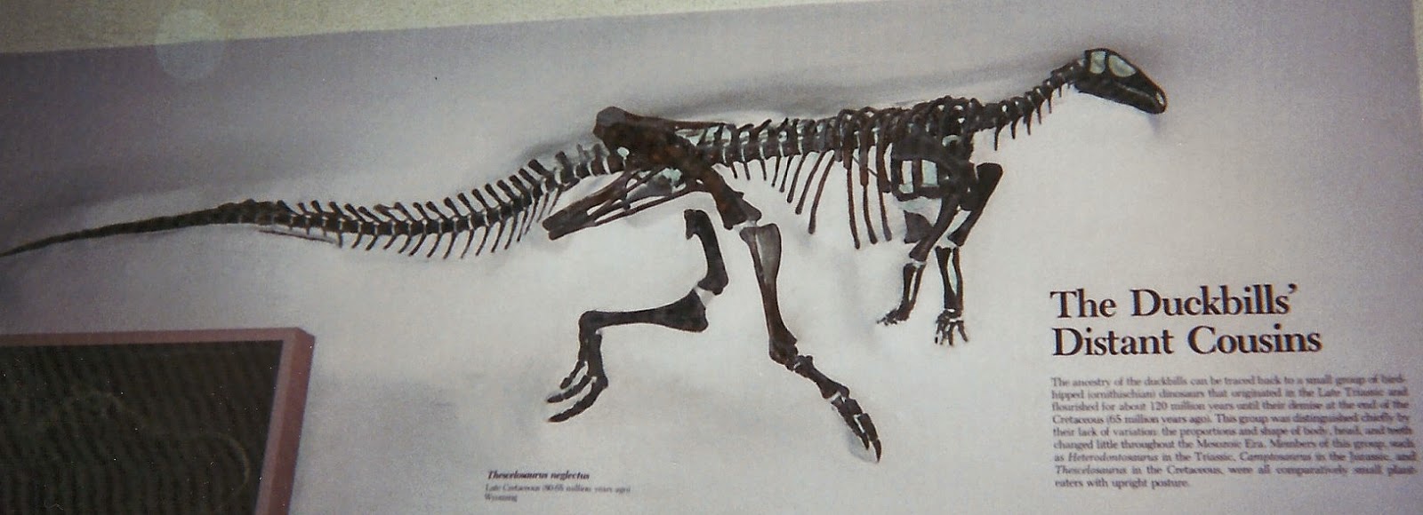 Equatorial Minnesota: Thescelosaurus: hello old friend