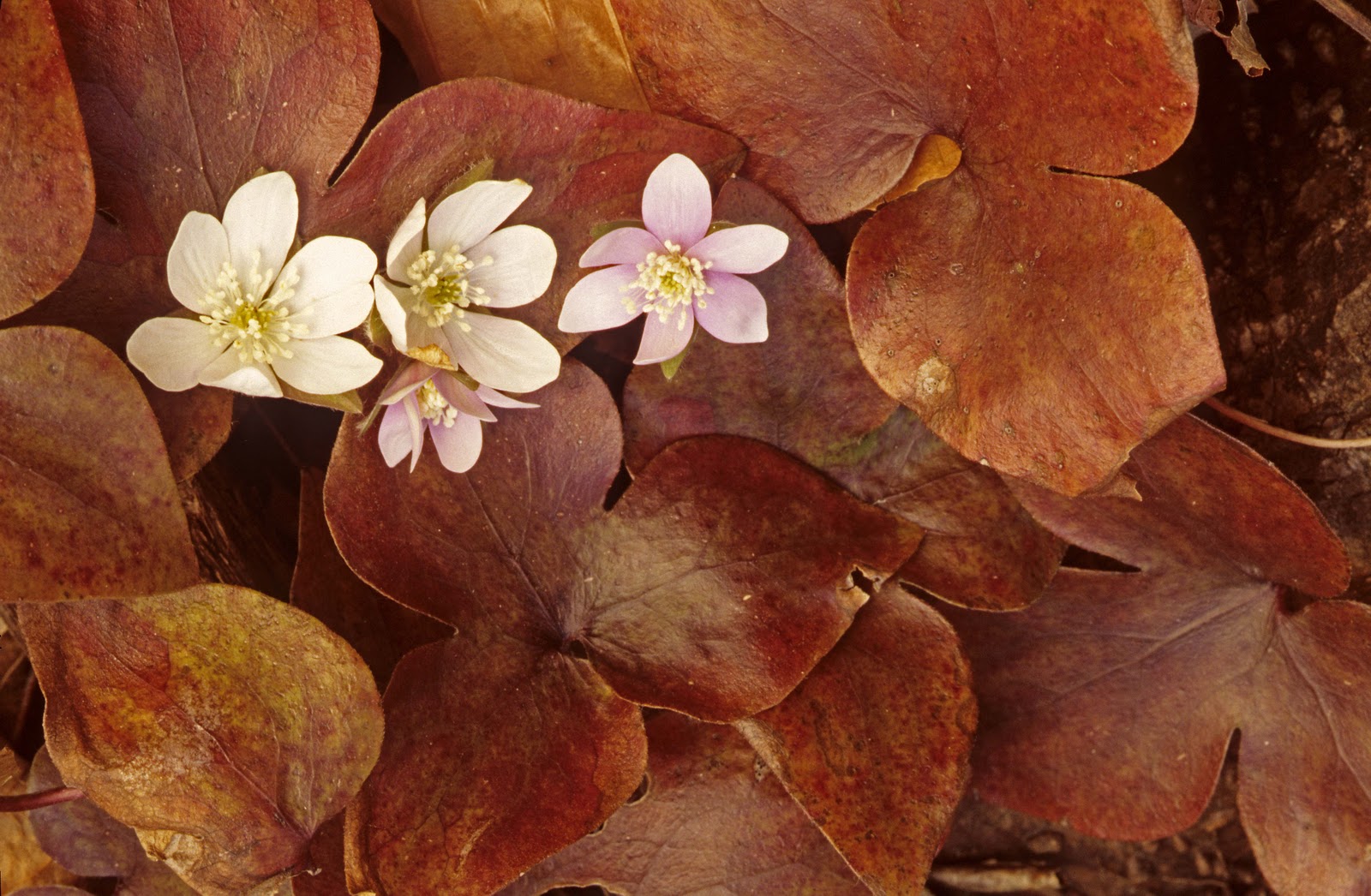 Kentucky Native Plant and Wildlife: Plant of the week: Sharp-lobed ...