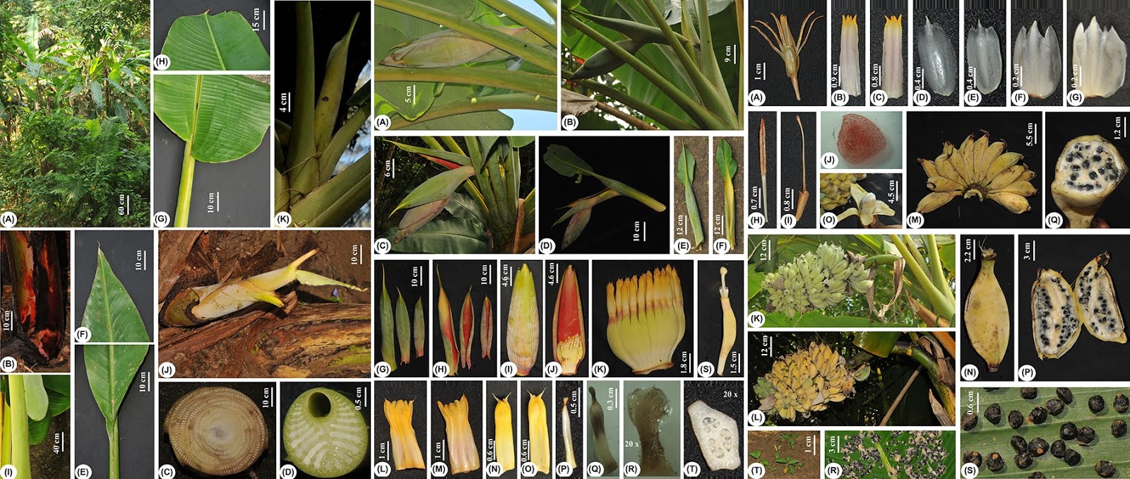Species New to Science: [Botany • 2017] Musa paramjitiana (Musaceae ...