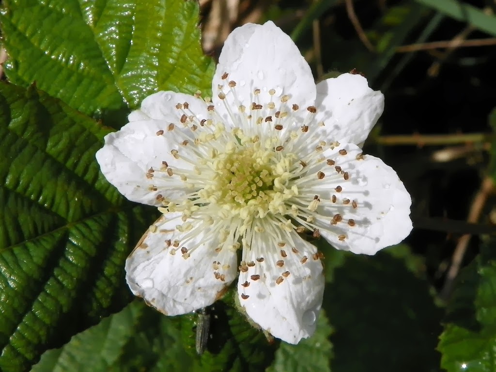 Species of UK: Week 31: Bramble (‘Rubus fruticosus’)