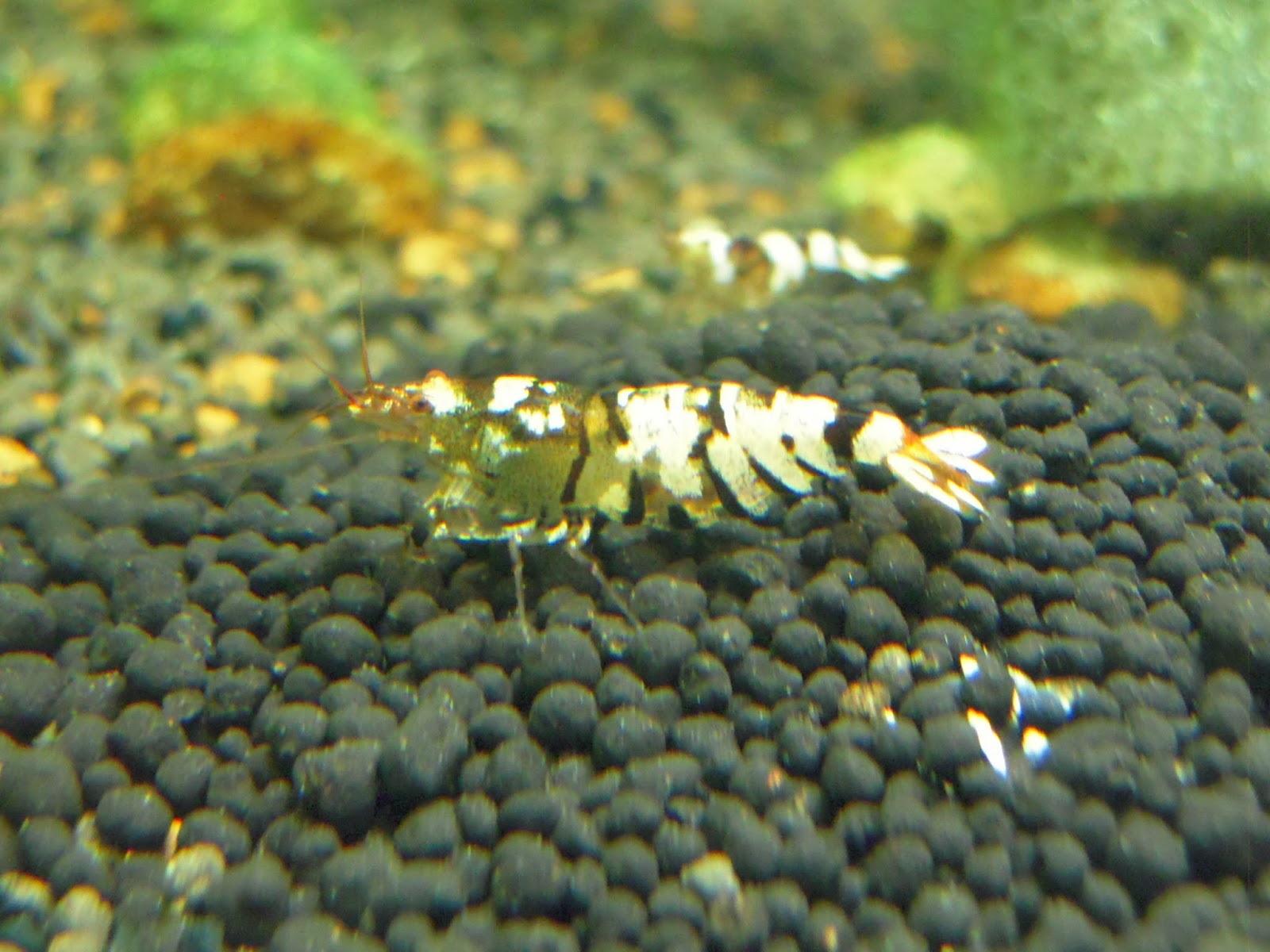 Crystal Red Shrimp: White Tiger Bee Shrimp