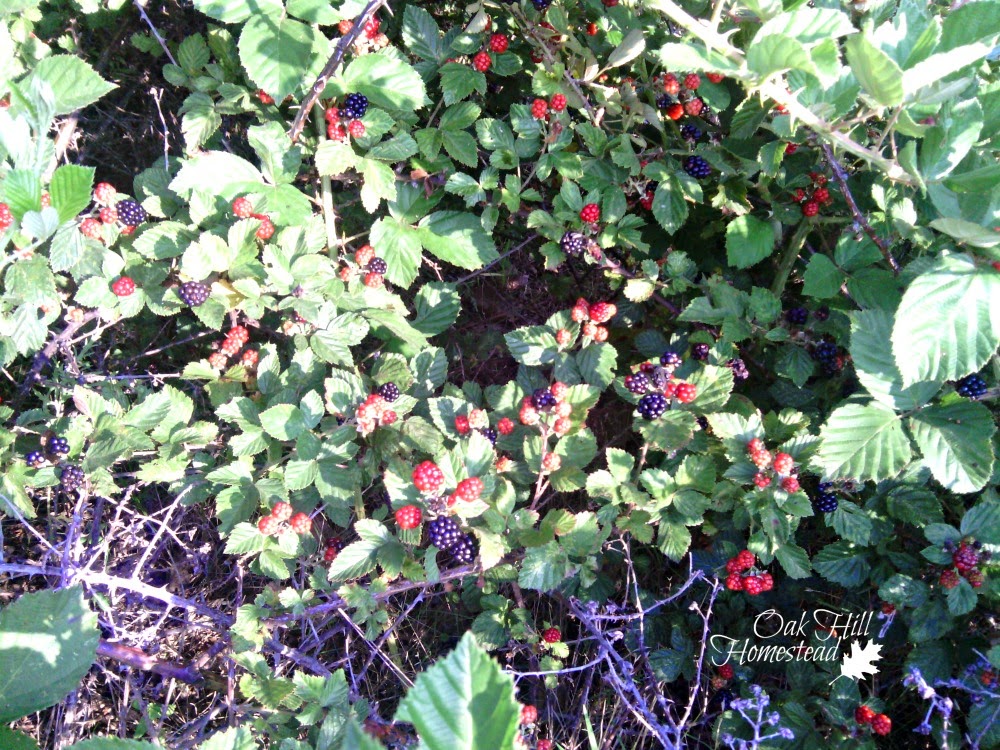 Lessons from the Blackberry Patch - Oak Hill Homestead