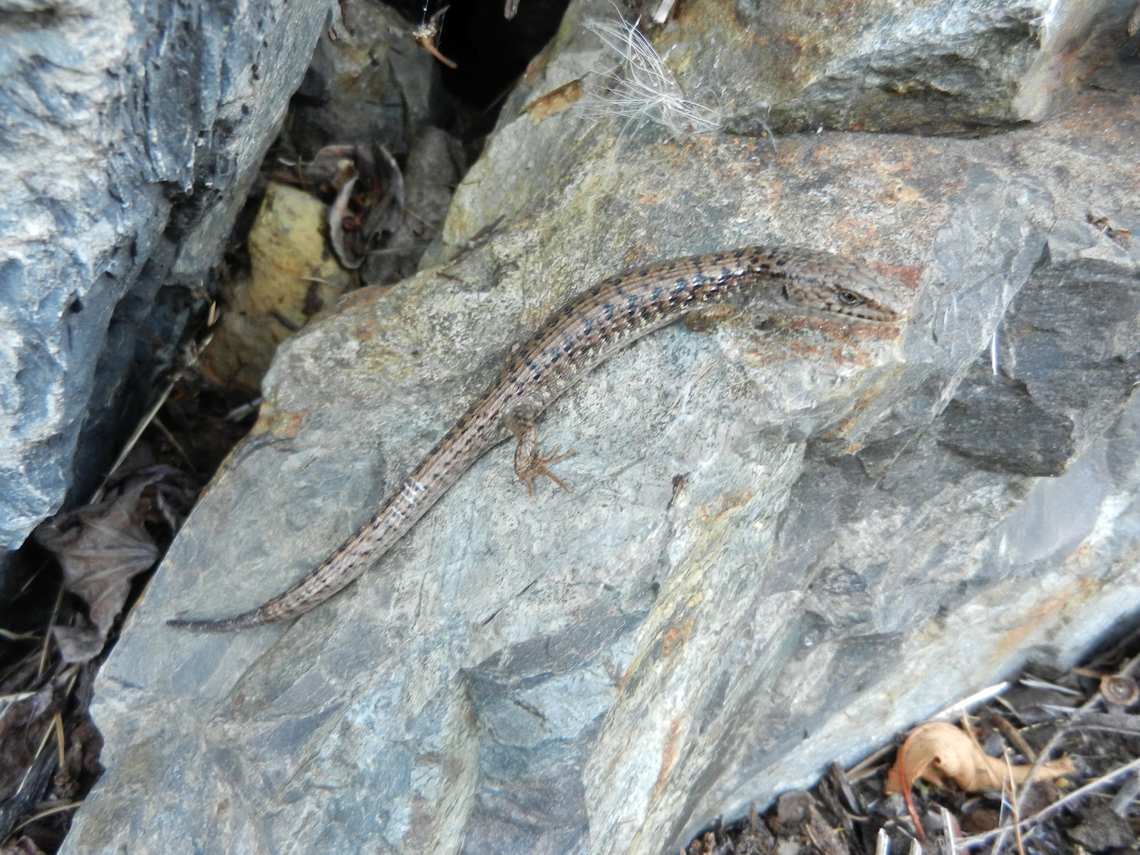 Real Everything Else: Lots of alligator lizard skinks