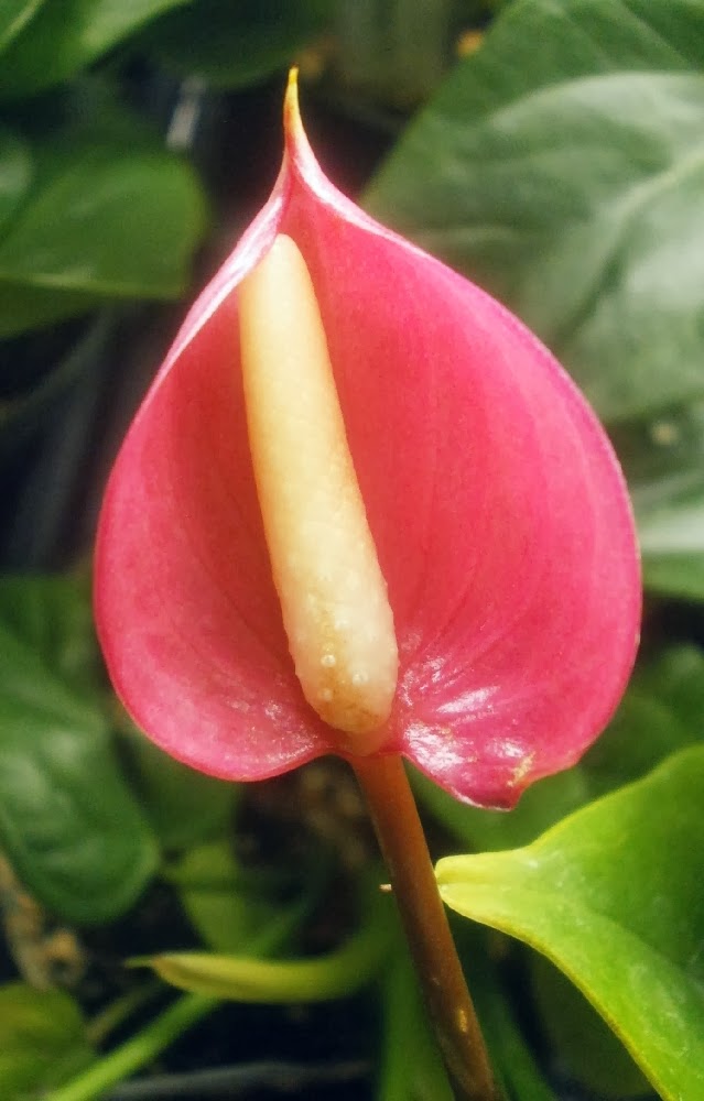 Plants are the Strangest People: 02/01/2014 - 03/01/2014