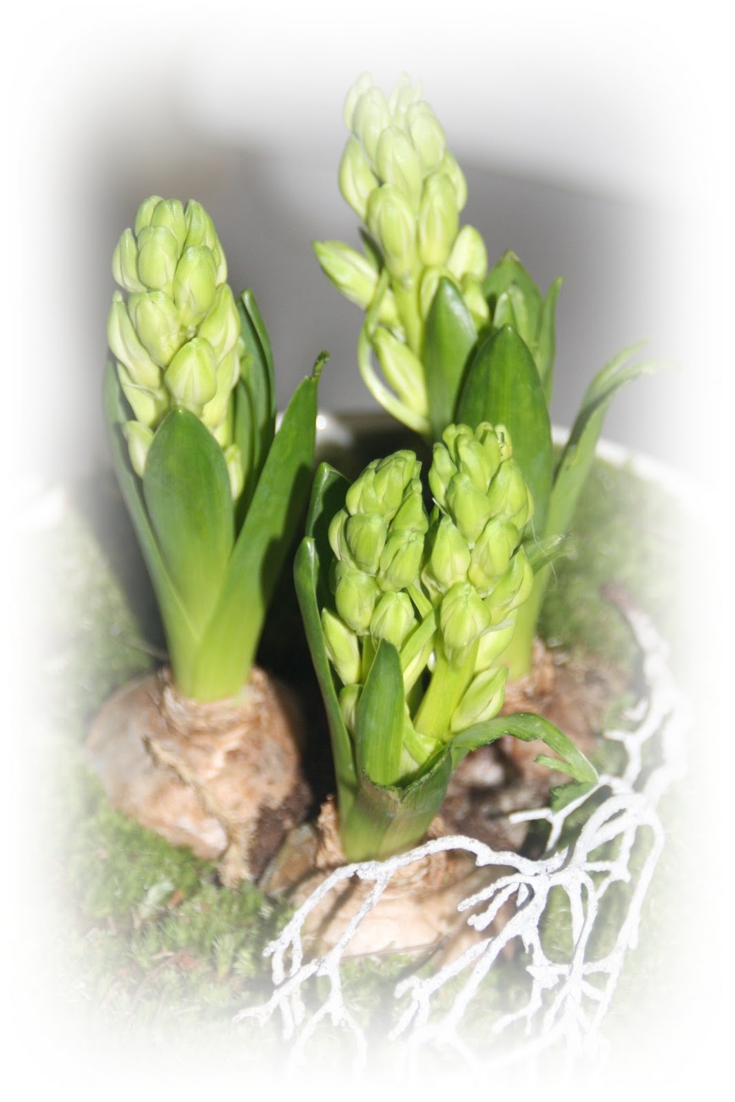 Hyacinten Bloemen - Bloemen