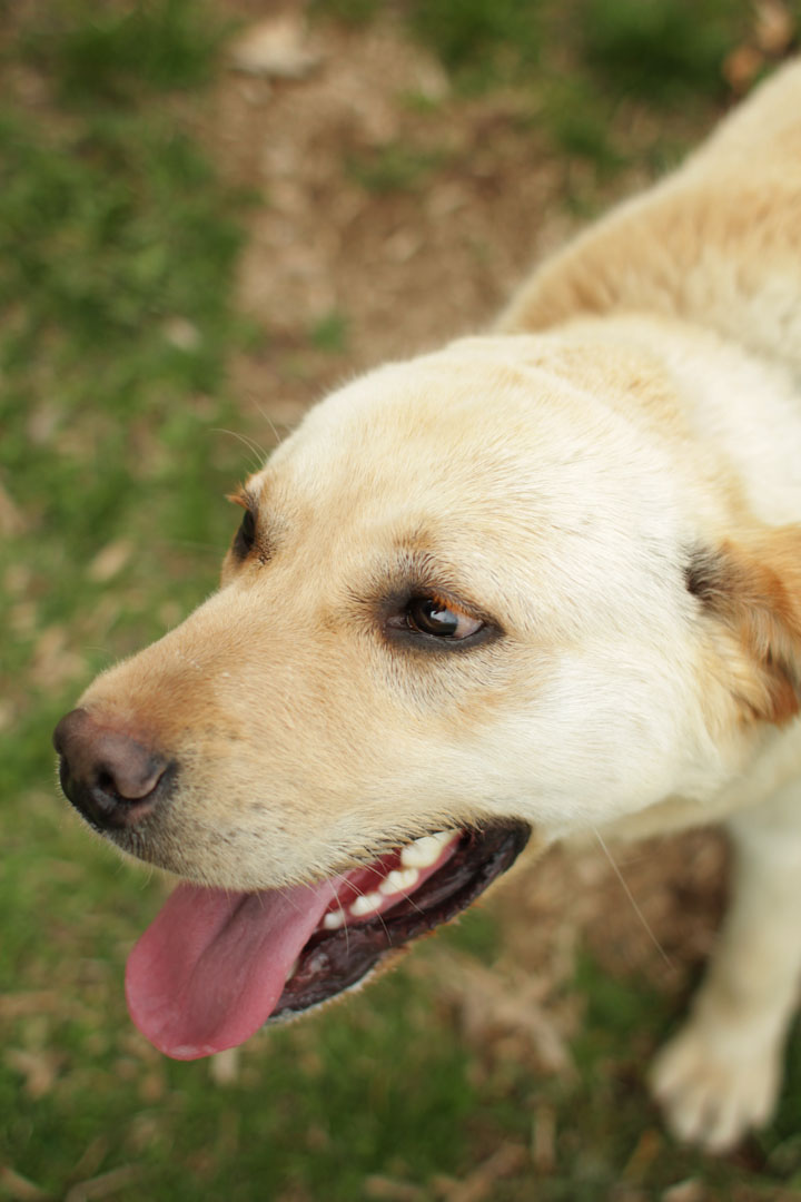 Boomer - Labrador Retriever mix