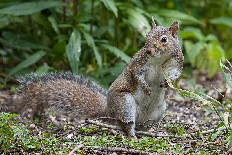 Louisiana Belle: Squirrely