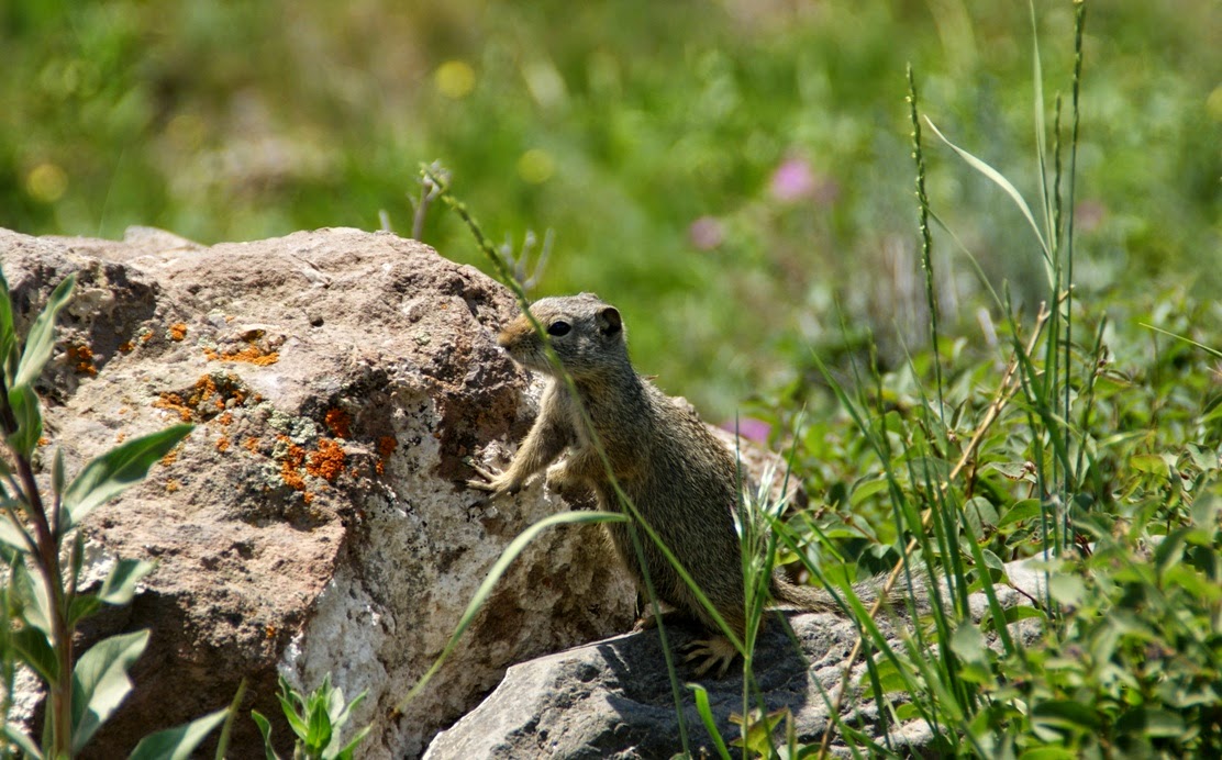 A photo, A thought............: Place: Fauna of Yellowstone national ...