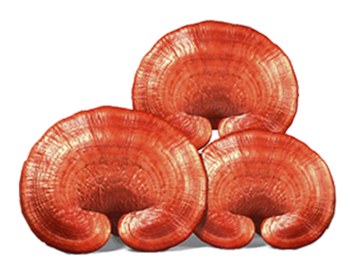 COMO ACTÚA EL GANODERMA EN EL ORGANISMO ~ dxn alimentación orgánica