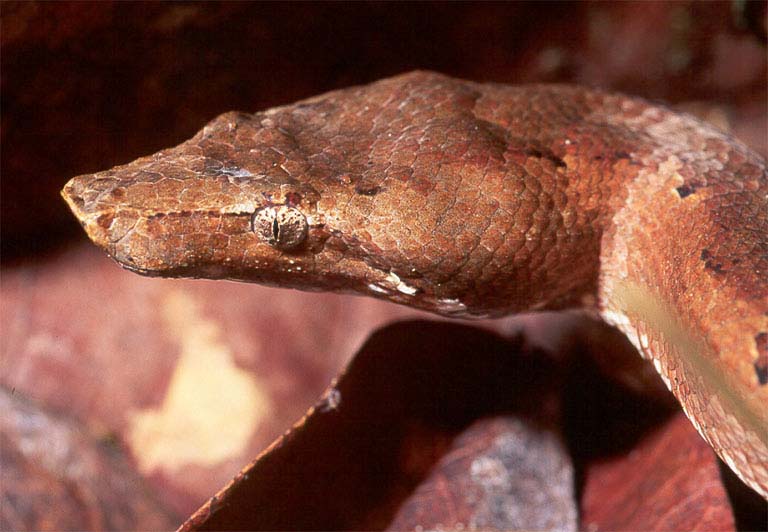 T-REC SEMARANG-komunitas reptil semarang-T-REC LIBRARY : SEKILAS ...