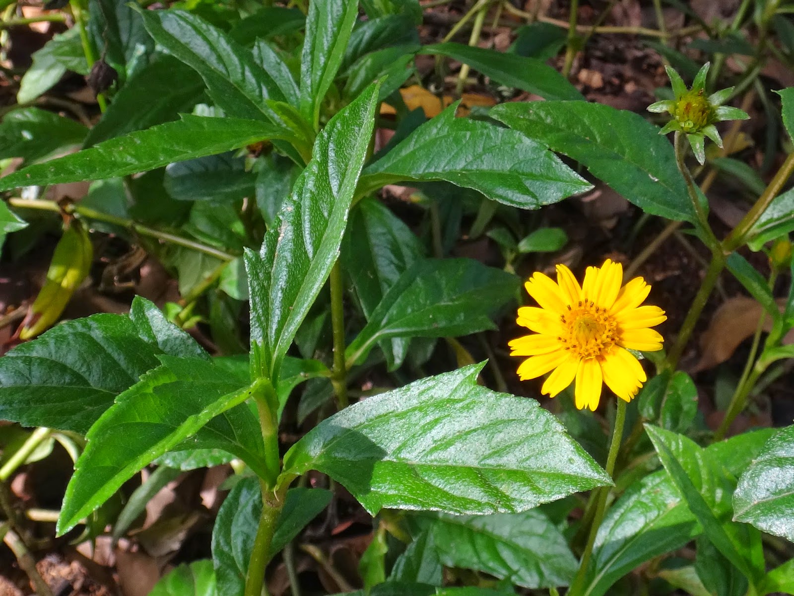 Uma flor por dia: Vedélia