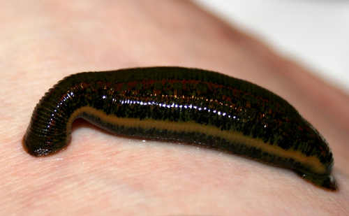 Pengertian Hewan Invertebrata dan Contohnya beserta Klasifikasinya ...