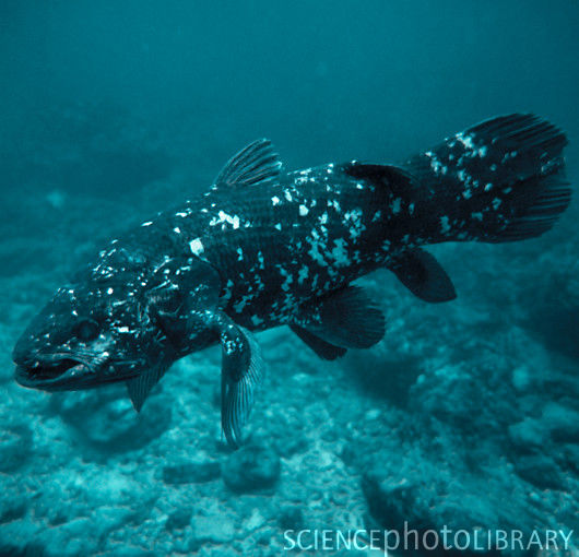 Species New to Science: [Ichthyology] West Indian Ocean Coelacanth ...